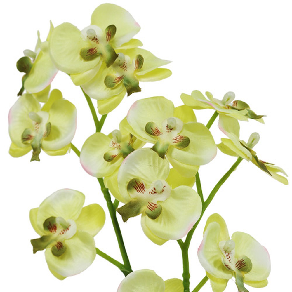 Floristik24.it Mini orchidea verde chiaro con globo 30cm-60168-01