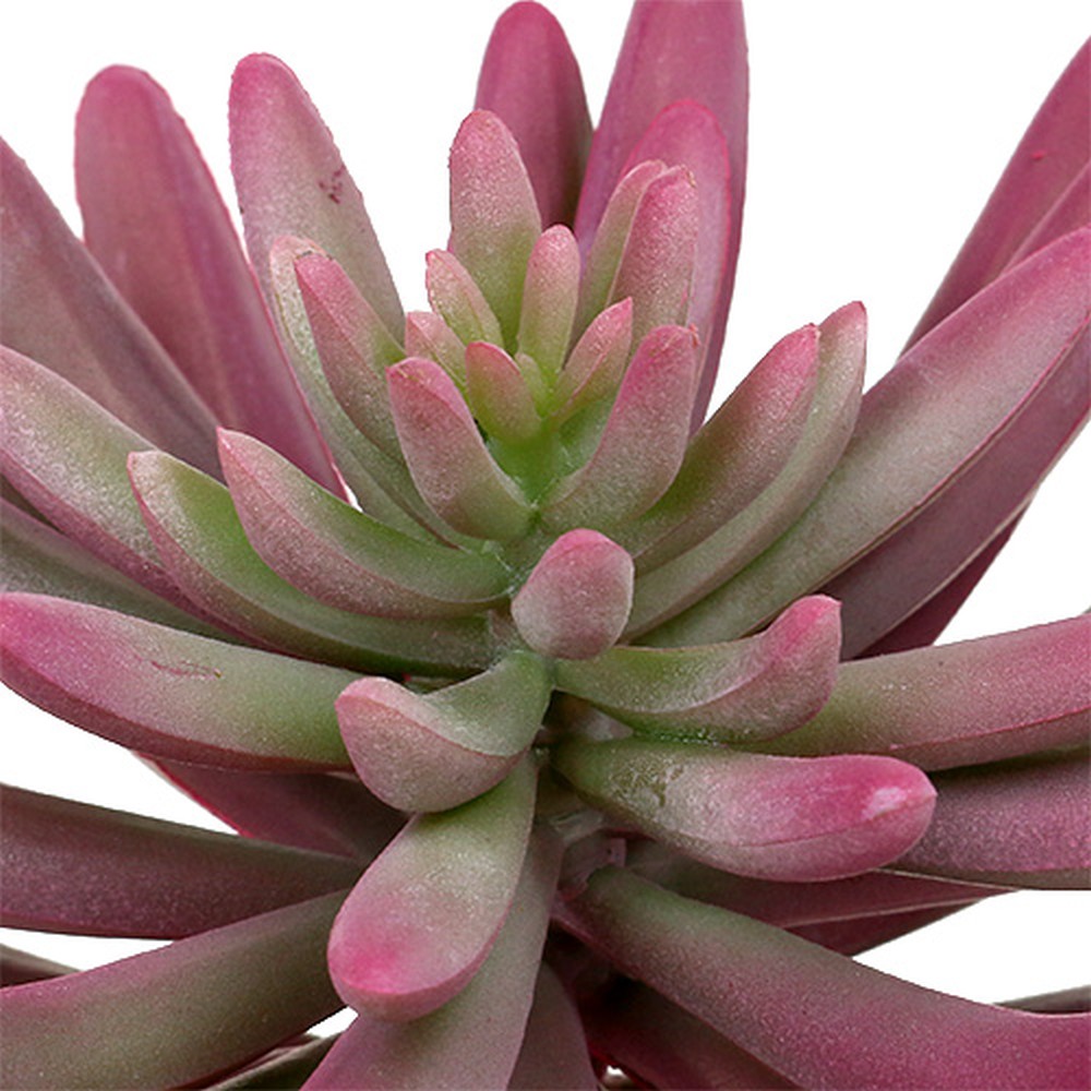 Floristik24.it Pianta grassa 15cm viola-83999